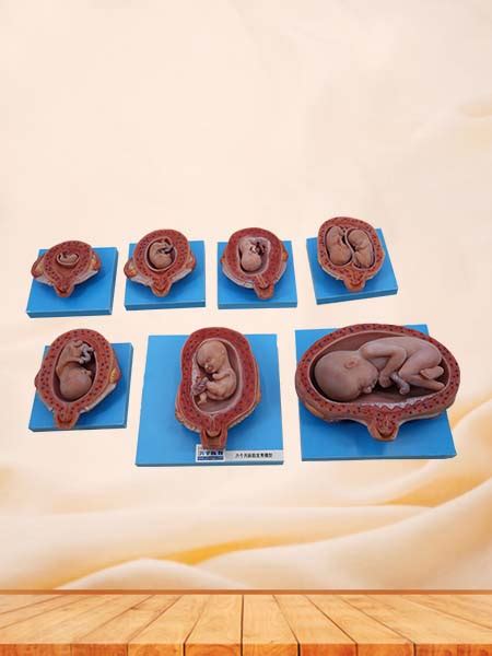 Female Reproductive Models MeiWo Science Co Ltd