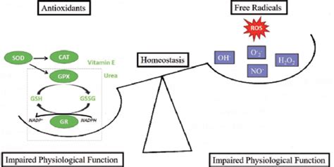 Homeostasis In Redox Balance Download Scientific Diagram