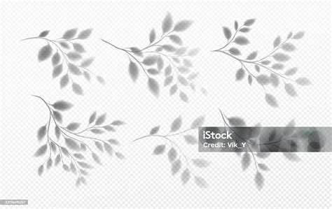 투명한 배경에 고립 된 나뭇잎이있는 나뭇 가지의 사실적인 투명 그림자 세트입니다 벡터 일러스트 레이 션 0명에 대한 스톡 벡터