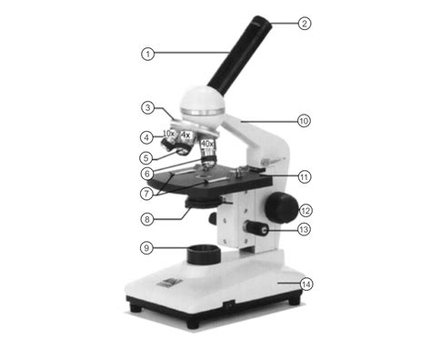 Microscope Quiz Diagram Quizlet