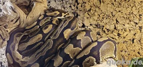 Python Regius Classic In Neulingen Reptilien Terraristik
