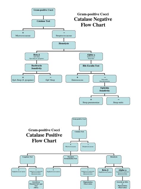 Gram Negative Bacilli Identification Flowchart