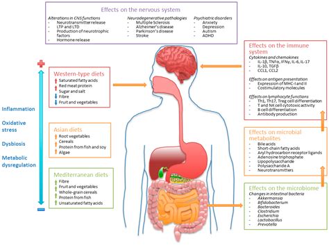 Nutrients Free Full Text Nutritional Modulation Of Immune And