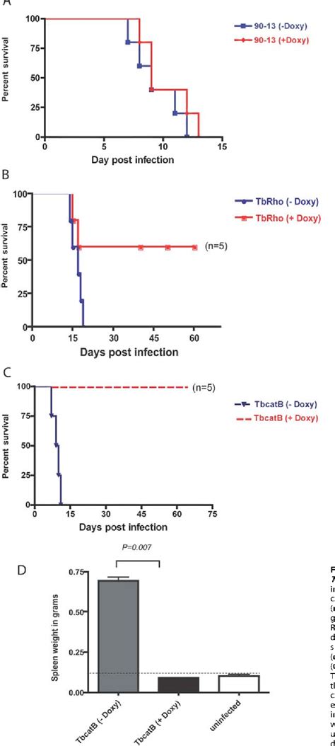 Figure 1 From Rna Interference Of Trypanosoma Brucei Cathepsin B And L Affects Disease