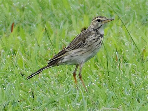 Australian Pipit Anthus Australis