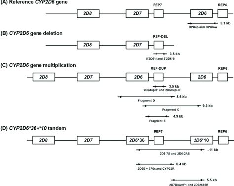 An Overview Of The Cyp2d6 Gene Structure And The Primers Used To Detect Download Scientific