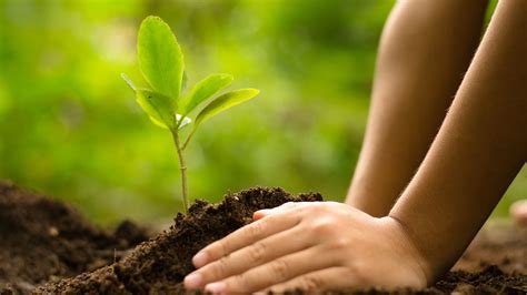 Tree Planting Drive By Agarwal Samaj On June Star Of Mysore