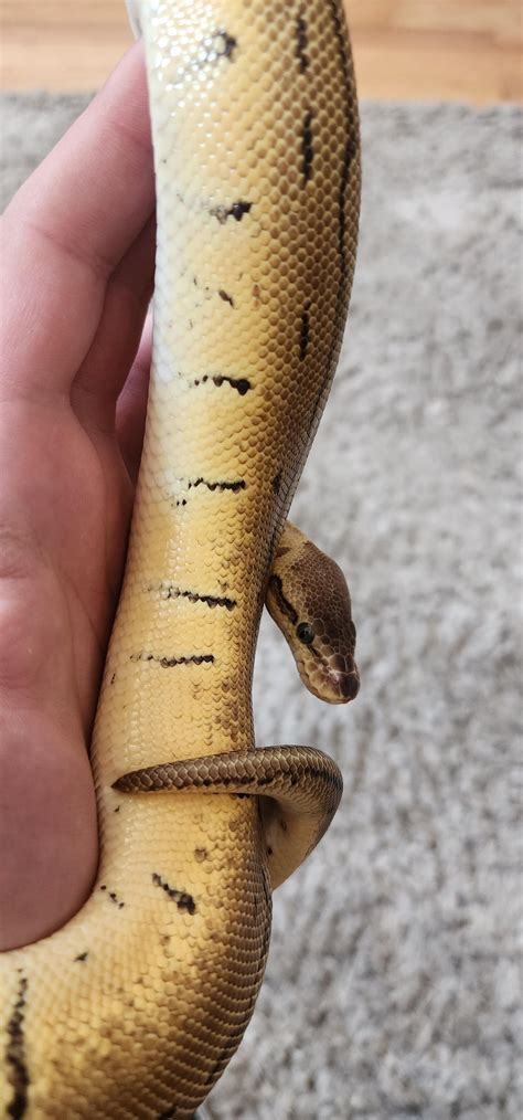 Lemon Blast Rballpython