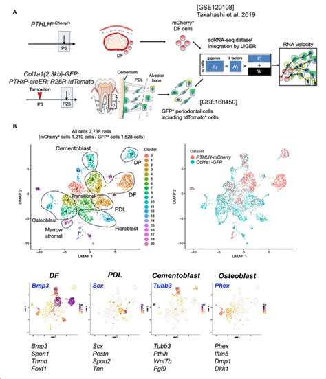 Characterization Of Pthrp Mcherry Df Cells And Col1a1 Gfp