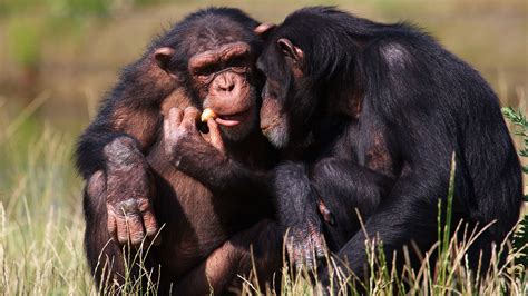 Wild Chimps And Gorillas Can Form Social Bonds That Last For Decades