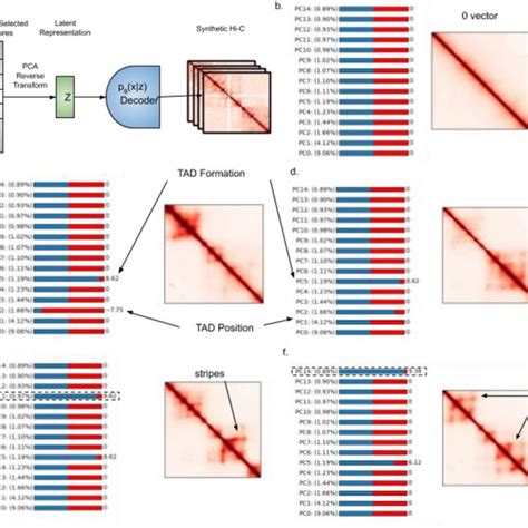 A Diagram Of Synthetic Hi C Generation Tool A User Tunable Download Scientific Diagram