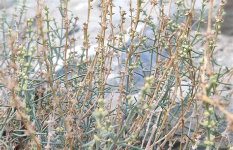 Haloxylon Thomsonii Eflora Of India