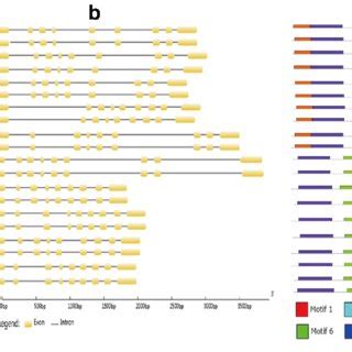Phylogenetic Relationship Exon Intron Organizations And Motif Download Scientific Diagram