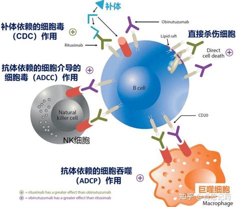 记住所有fda生物药 靶向cd20 佳罗华®奥妥珠单抗 滤泡性淋巴瘤fl、慢性淋巴细胞白血病cll 知乎