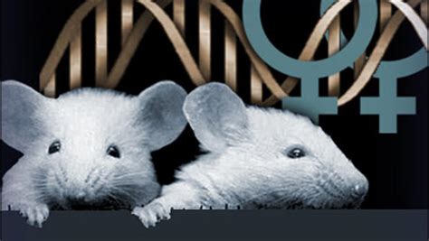 Gene Map Of Mouse Brain May Aid Humans Cbs News