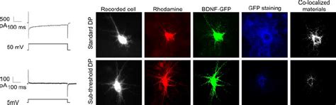 Surface Staining Confirmed The Bdnf Gfp Secretion Produced By The Download Scientific Diagram