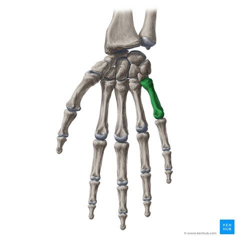 Carpometacarpal Cmc Joints Bones Ligaments Movements Kenhub