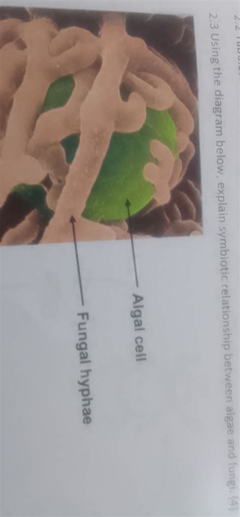 Solved 23 ﻿using The Diagram Below Explain Symbiotic