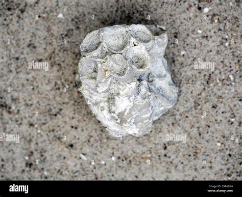 Fossilized Coral Branches And Fragments Offer Insights Into Ancient
