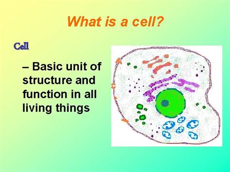 What Is A Cell Cell Basic Unit Of