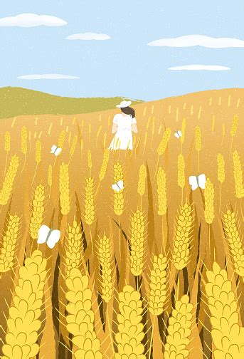 잘 익은 밀과 여자가 있는 시골 밭 시리얼 호밀 밭 옐로우 골드 가을 농업 식물 농업 밀 수확 푸른 하늘 구름 수채화 손으로 그린 스타일 평면 벡터 그림입니다 들에 대한