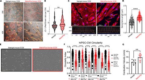 High Throughput Longitudinal Electrophysiology Screening Of Mature Chamber Specific Hipsc Cms