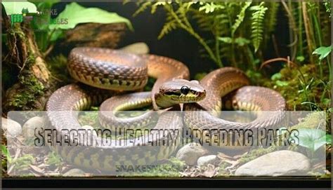 How To Prepare Corn Snakes For Breeding Season Complete Guide