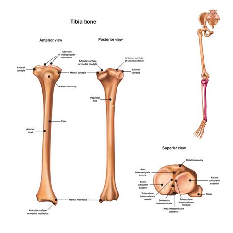 Bone Review Tibia MBLEx Guide In Anatomy Bones Exam Guide Anatomy