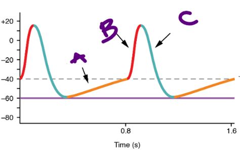 BIO 2060 Lecture Exam 1 Flashcards Quizlet
