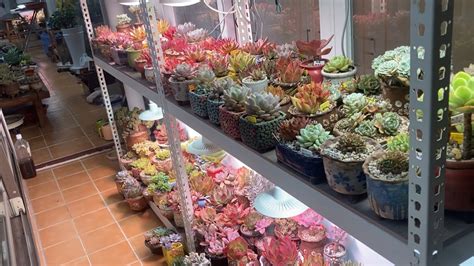 우리집 베란다풍경텅빈 걸이대 겨울준비 안으로 들어온 다육이들~~~~~~ Youtube