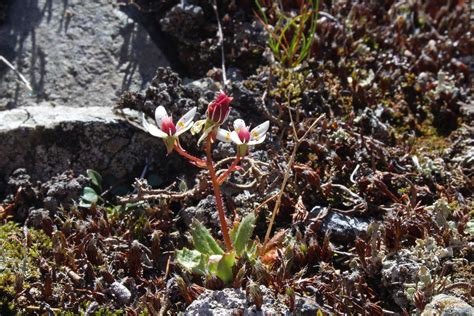 Saxifraga Stellaris