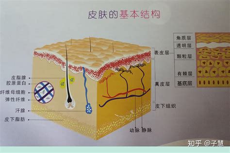 关于皮肤的层次你们知道哪几层？ 知乎
