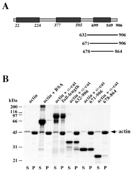 Interaction Of α Catenin α Cat With F Actin A Schematic