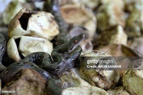 Python Egg Stock Fotos Und Bilder Getty Images