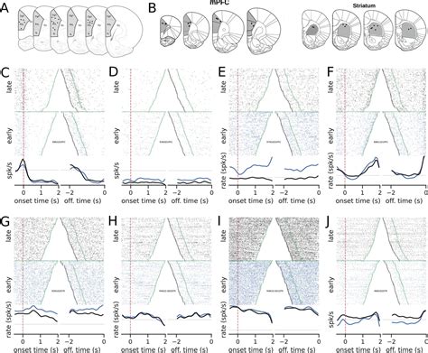 Time Encoding Migrates From Prefrontal Cortex To Dorsal Striatum During Learning Of A Self Timed