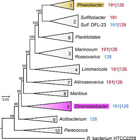 Conjugational Transfer Of D Shibae 126 And 191 Kb Plasmids Within The