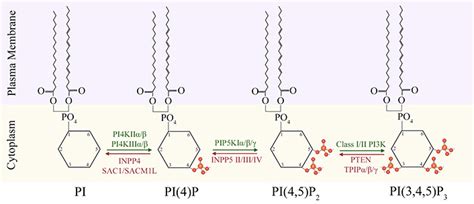 Striking A Balance Pip2 And Pip3 Signaling In Neuronal Health And Disease