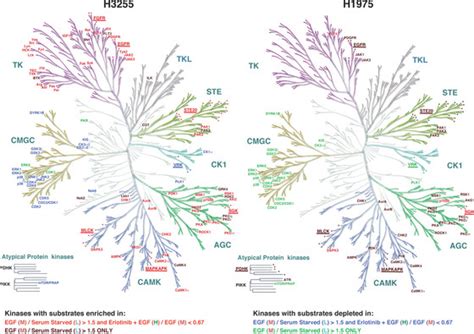 group based prediction system gps analysis reveals predicted kinases