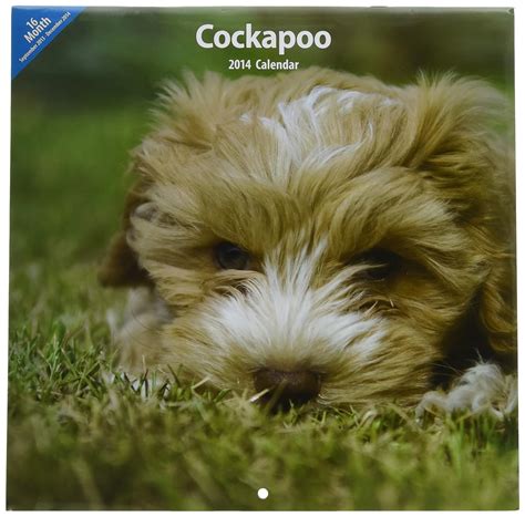 Cockapoo Traditional 2014 Wall Calendar Various Uk Books