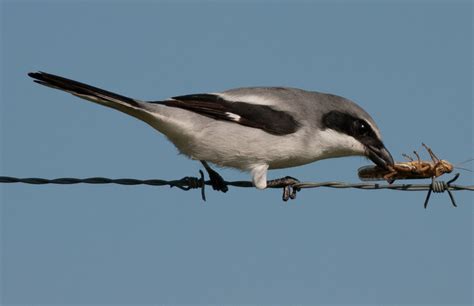 Loggerhead Shrike Meets Grasshopper