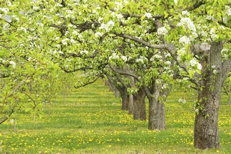 Cross Pollination Pear Trees Which Pear Trees Pollinate Each Other Gardening Know How