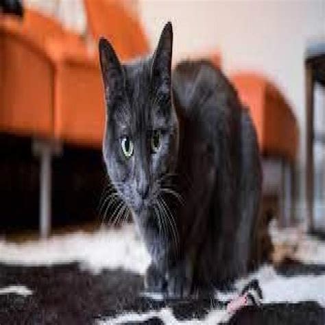 Cat Breeds Object Detection Dataset By Smrutirekha Mohanty