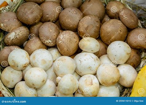 A Cultivation Of White Button Mushroom Agaricus Bisporus On The Harvesting Farmland Stock
