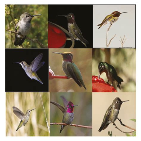 Cub200 2011 Dataset Cardinal Class Download Scientific Diagram