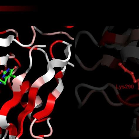A Color Coded Depiction Of Residue Conservation At The Binding Site