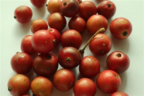 Popping Treats The Many Benefits Of Medicinal Fruit Aratiles