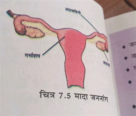 Diag Scan Anything1 Object Detection Dataset By Shape2