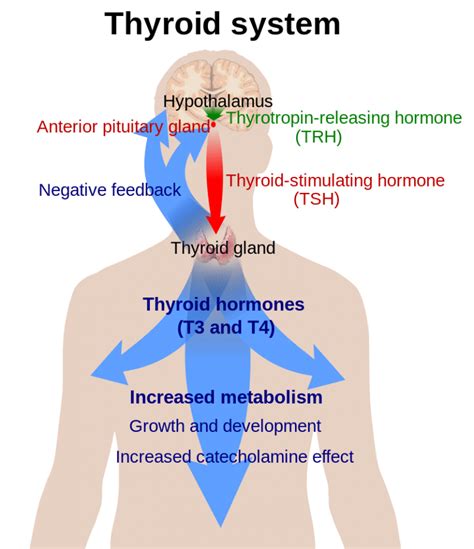Hypothyroidism Almostadoctor