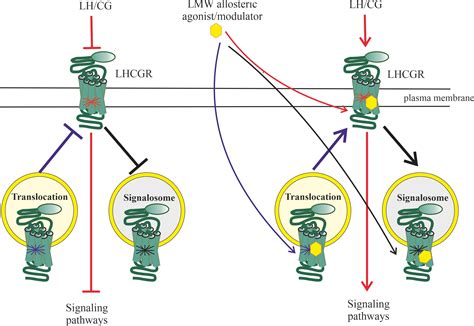 Hormonal And Allosteric Regulation Of The Luteinizing Hormonechorionic Gonadotropin Receptor