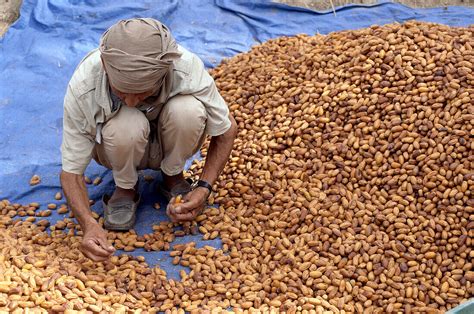 Man Harvesting Dates Foreman Mahoud License Image 70026903